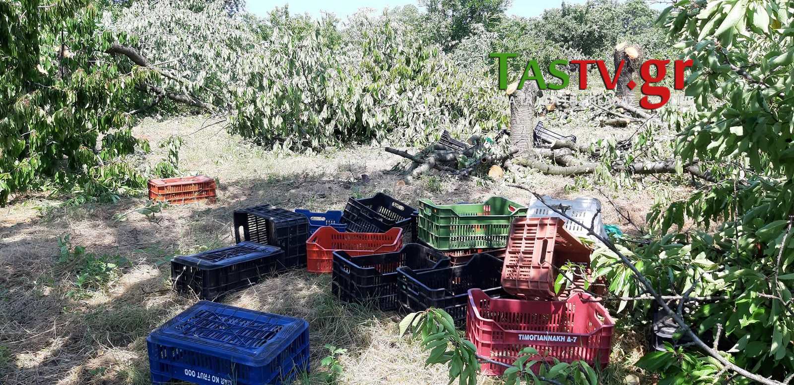 ΕΔΕΣΣΑ : ΑΠΕΛΠΙΣΜΕΝΟΣ ΑΓΡΟΤΗΣ ΕΚΟΨΕ ΤΙΣ ΚΕΡΑΣΙΕΣ [ΒΙΝΤΕΟ ΦΩΤΟ]] | TASTV ...