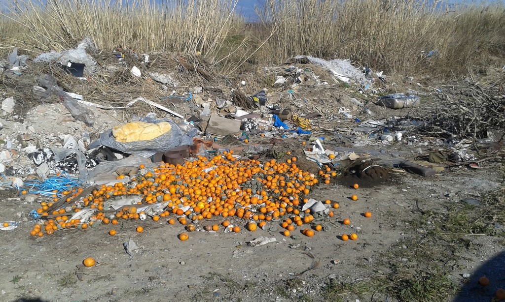 ΣΚΥΔΡΑ : ΚΑΤΑΓΓΕΛΙΑ ΓΙΑ ΠΑΡΑΝΟΜΕΣ ΧΩΜΑΤΕΡΕΣ | TASTV.gr | Τα νέα της ...