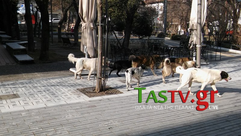 ΕΔΕΣΣΑ : ΣΥΝΕΧΙΖΕΤΑΙ Η ΠΑΡΕΛΑΣΗ ΤΩΝ ΣΚΥΛΙΩΝ ΣΤΟΝ ΠΕΖΟΔΡΟΜΟ (VIDEO ...