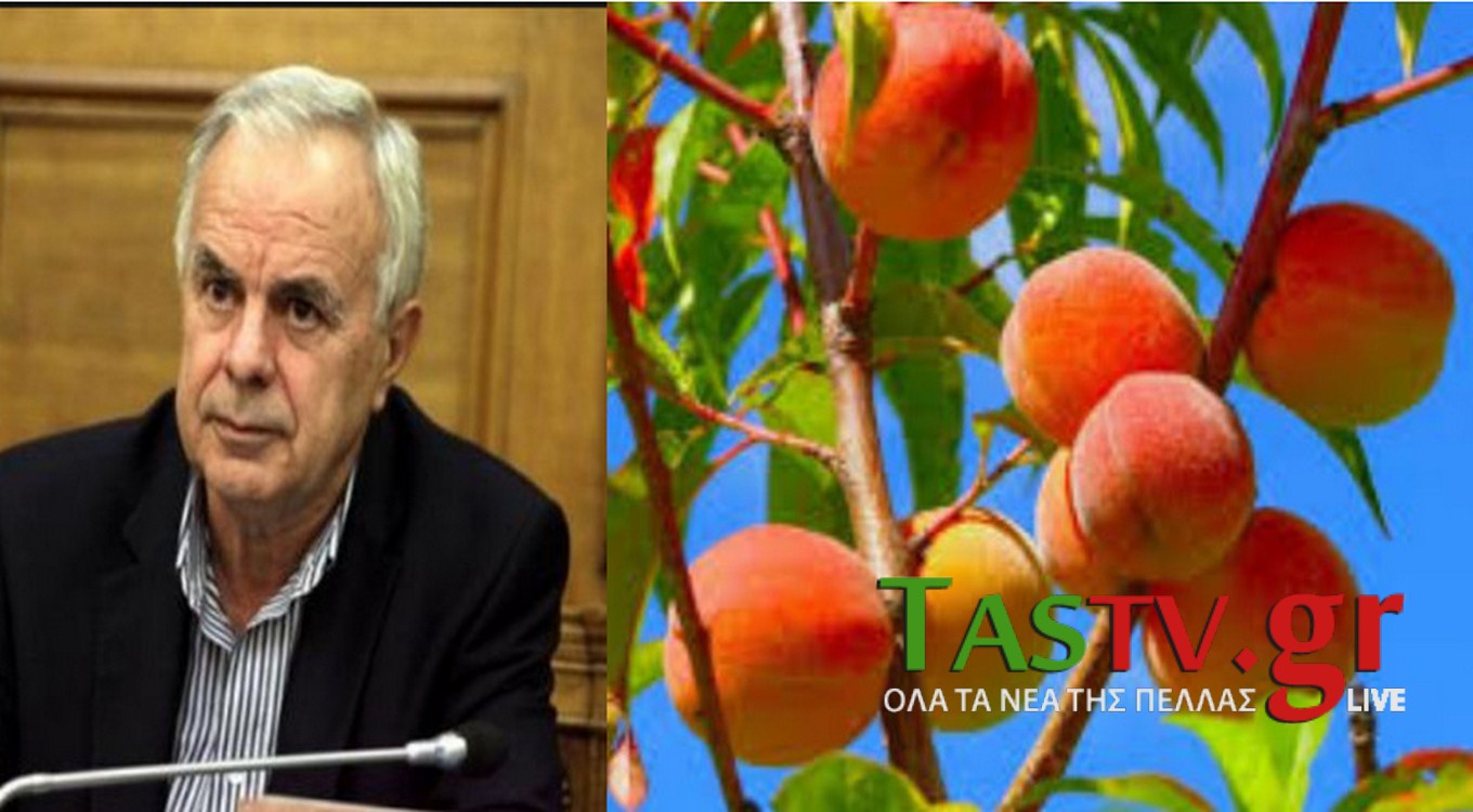 ΑΠΟΖΗΜΙΩΣΕΙΣ ΡΟΔΑΚΙΝΟΠΑΡΑΓΩΓΩΝ ΠΕΛΛΑΣ ΚΑΙ ΗΜΑΘΙΑΣ Η ΔΗΛΩΣΗ ΤΟΥ ΥΠΟΥΡΓΟΥ ...