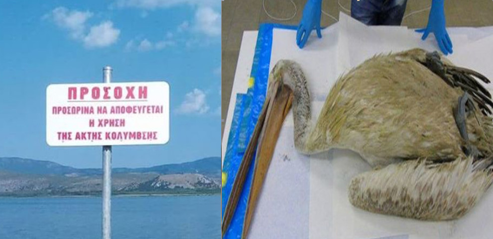 ΠΟΙΑ ΕΙΝΑΙ ΤΑ ΑΠΟΤΕΛΕΣΜΑΤΑ ΕΝΕΡΓΕΙΩΝ ΤΩΝ ΥΠΗΡΕΣΙΩΝ ΤΗΣ Π.Ε. ΠΕΛΛΑΣ ...