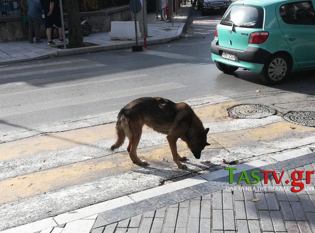 ΕΔΕΣΣΑ: ΤΡΙΤΟΚΟΣΜΙΚΗ ΕΙΚΟΝΑ ΣΤΗΝ ΚΑΡΔΙΑ ΤΗΣ ΠΟΛΗΣ (VIDEO PHOTOS ...