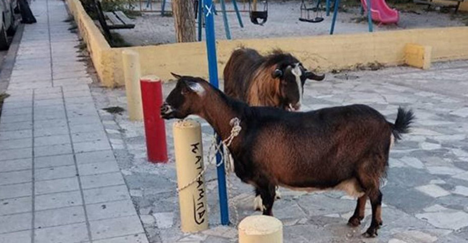 7 ΧΡΟΝΙΑ ΓΙΑΤΙ ΣΚΟΤΩΣΕ ΤΗΝ ΚΑΤΣΙΚΑ ΤΟΥ ΓΕΙΤΟΝΑ | TASTV.gr | Τα νέα της ...