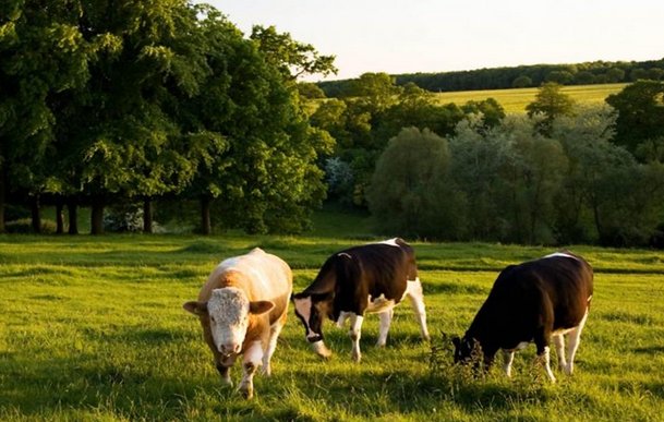 ΞΕΚΙΝΟΥΝ ΟΙ ΑΙΤΗΣΕΙΣ ΓΙΑ ΒΙΟΛΟΓΙΚΗ ΚΤΗΝΟΤΡΟΦΙΑ | TASTV.gr | Τα νέα της ...