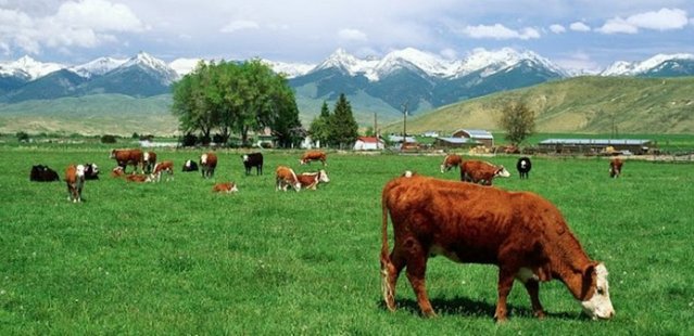 ΒΙΟΛΟΓΙΚΗ ΚΤΗΝΟΤΡΟΦΙΑ: ΤΙ ΥΠΟΧΡΕΩΣΕΙΣ ΕΧΟΥΝ ΟΙ ΔΙΚΑΙΟΥΧΟΙ ΤΟΥ ...