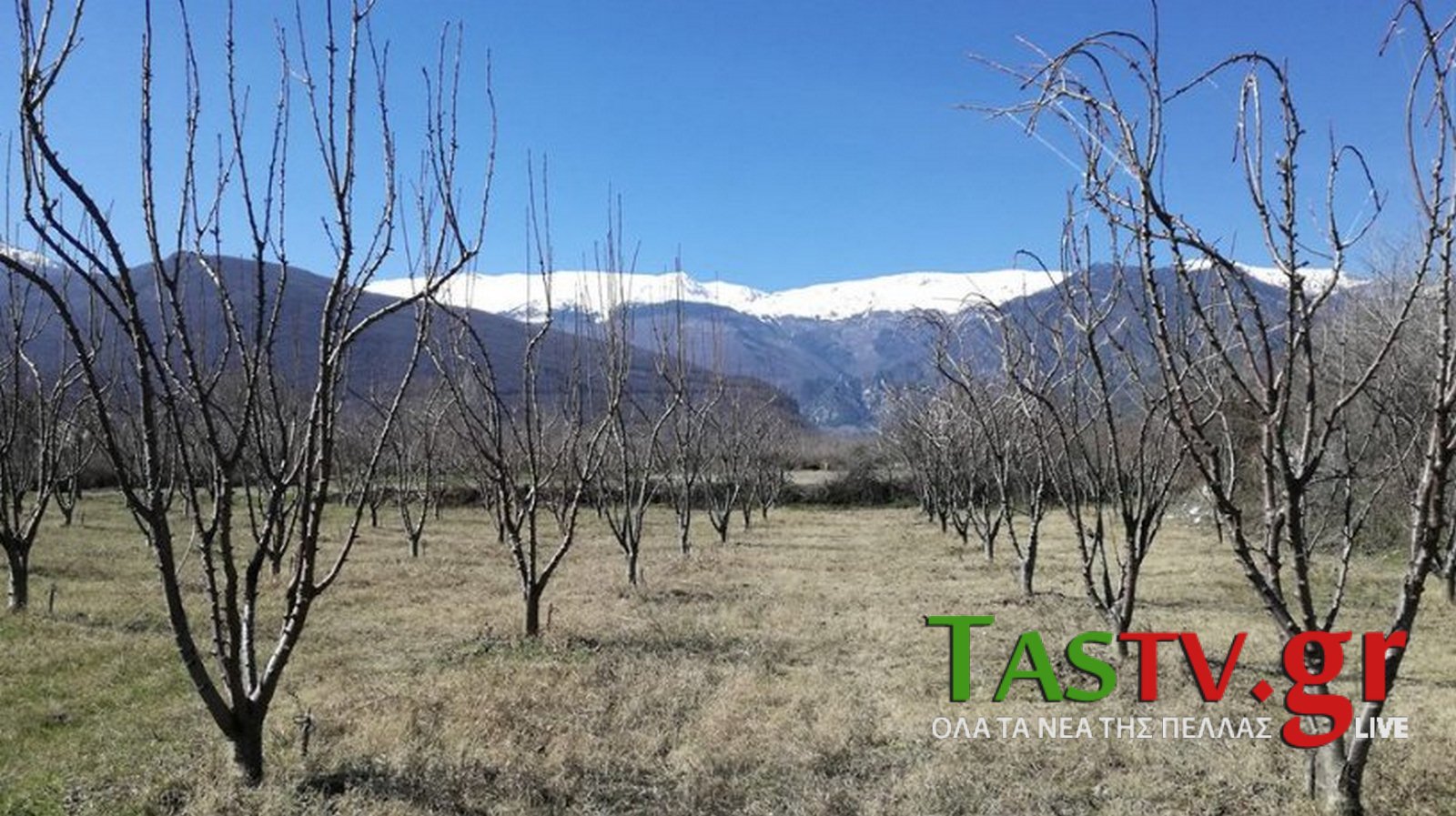 ΕΠΕΚΤΕΙΝΕΤΑΙ ΤΟ "ΚΟΜΦΟΥΖΙΟ" ΣΕ ΜΗΛΑ, ΑΧΛΑΔΙΑ ΚΑΙ ΚΥΔΩΝΙΑ ΜΕ ΕΠΙΔΟΤΗΣΗ ...