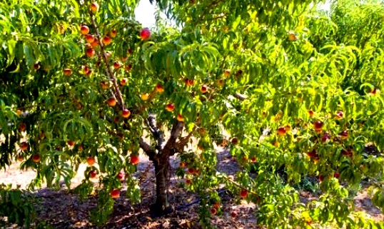 Θ. ΤΖΑΚΡΗ: ΤΗΝ ΠΑΡΑΣΚΕΥΗ 1 ΜΑΡΤΙΟΥ Η ΚΑΤΑΒΟΛΗ ΤΩΝ ΠΣΕΑ ΓΙΑ ΤΙΣ ΖΗΜΙΕΣ ...