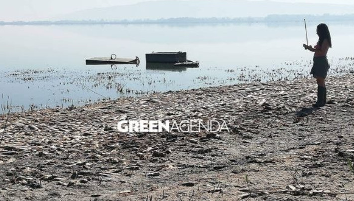 ΕΙΚΟΝΕΣ - ΣΟΚ: ΧΙΛΙΑΔΕΣ ΝΕΚΡΑ ΨΑΡΙΑ ΣΕ ΑΠΟΣΥΝΘΕΣΗ ΣΤΗ ΛΙΜΝΗ ΚΟΡΩΝΕΙΑ ...
