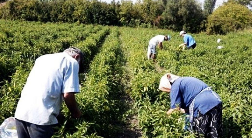 ΑΝΤΙΔΡΟΥΝ ΟΙ ΈΛΛΗΝΕΣ ΑΓΡΟΤΕΣ ΓΙΑ ΤΑ ΑΥΞΗΜΕΝΑ ΜΕΡΟΚΑΜΑΤΑ ΤΟΝ ΑΛΒΑΝΩΝ ...