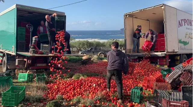 ΣΕ ΑΠΟΓΝΩΣΗ ΟΙ ΠΑΡΑΓΩΓΟΙ ΠΕΤΟΥΝ ΣΤΑ ΠΡΟΒΑΤΑ 50 ΤΟΝΟΥΣ ΝΤΟΜΑΤΑ ΤΗΝ ΜΕΡΑ ...