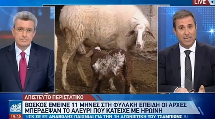 ΑΠΟΖΗΜΙΩΣΗ ΣΕ ΒΟΣΚΟ: ΜΠΗΚΕ ΣΤΗ ΦΥΛΑΚΗ ΓΙΑ "ΗΡΩΙΝΗ" ΠΟΥ ΗΤΑΝ, ΤΕΛΙΚΑ ...