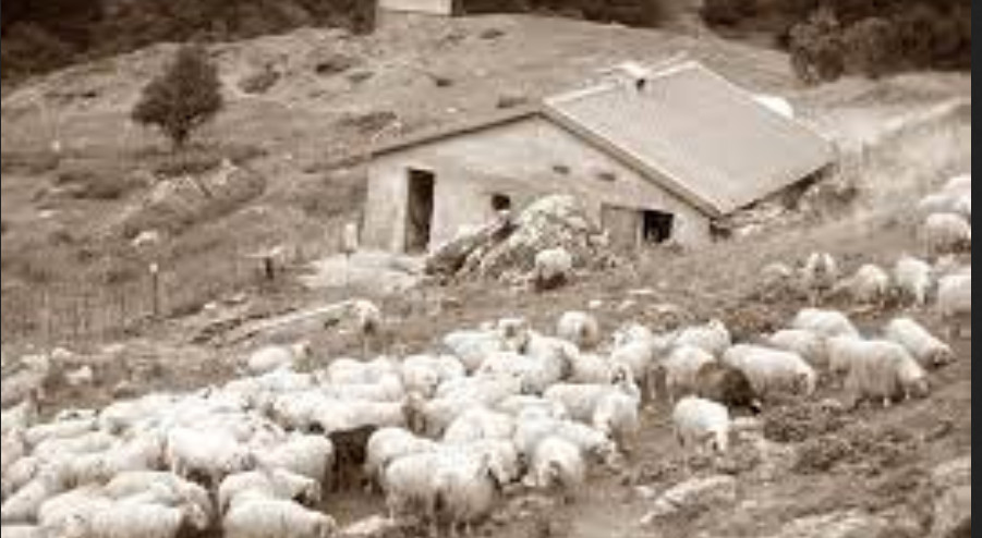 ΣΚΥΔΡΑ : ΣΥΝΕΛΗΦΘΗ 27ΧΡΟΝΟΣ - ΣΤΟ ΜΑΝΤΡΙ ΔΕΝ ΕΙΧΕ ΜΟΝΟ ΠΡΟΒΑΤΑ | TASTV ...