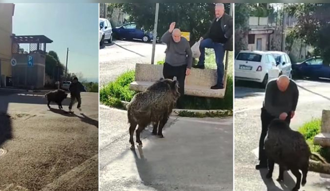 «ΑΤΡΟΜΗΤΟΣ» ΠΑΠΠΟΥΣ ΧΤΥΠΑΕΙ ΣΤΟ ΚΕΦΑΛΙ ΑΓΡΙΟΓΟΥΡΟΥΝΟ – ΒΙΝΤΕΟ | TASTV ...