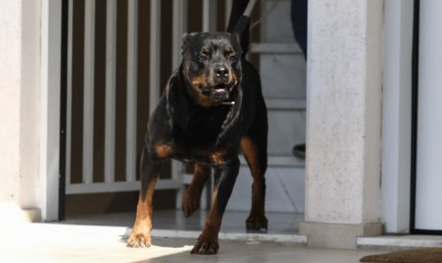 ΣΥΝΕΛΗΦΘΗ ΙΔΙΟΚΤΗΤΗΣ ΡΟΤΒΑΙΛΕΡ ΠΟΥ ΕΠΙΤΕΘΗΚΕ ΣΕ 6ΧΡΟΝΟ ΚΑΙ ΕΙΝΑΙ ΣΤΗΝ ...