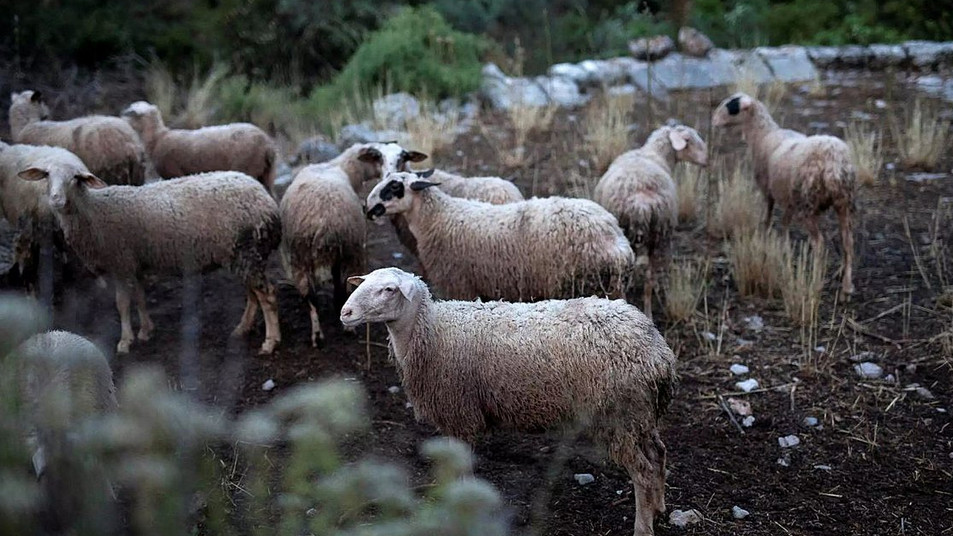 ΚΑΚΟΚΑΙΡΙΑ: ΚΕΡΑΥΝΟΣ ΣΚΟΤΩΣΕ 50 ΠΡΟΒΑΤΑ ΣΤΟ ΜΕΤΣΟΒΟ | TASTV.gr | Τα νέα ...