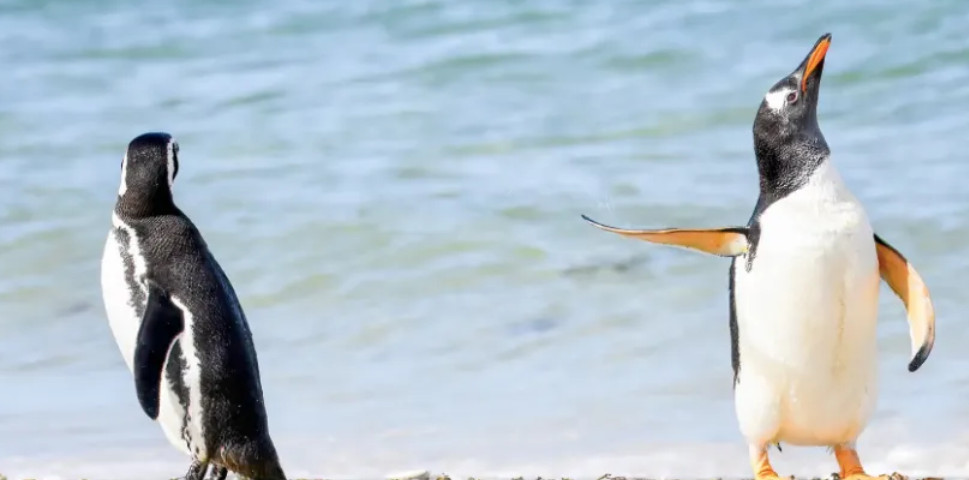 COMEDY WILDLIFE PHOTO ΑWARDS 2022: ΟΙ ΦΙΝΑΛΙΣΤ ΓΙΑ ΤΗΝ ΠΙΟ ΑΣΤΕΙΑ ...