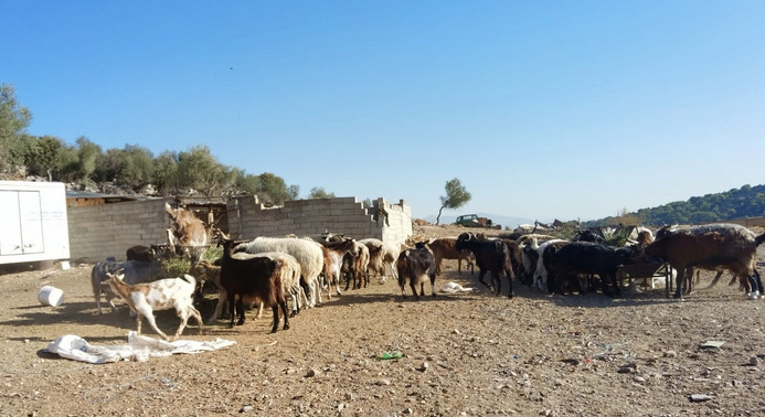 ΝΕΚΡΟΣ 17ΧΡΟΝΟΣ ΑΠΟ ΣΦΑΙΡΑ – ΤΙ ΚΑΤΑΘΕΤΕΙ 14ΧΡΟΝΟΣ ΑΔΕΡΦΟΣ ΤΟΥ | TASTV ...