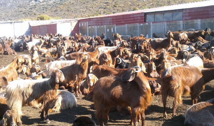 Η ΕΛΛΑΔΑ ΕΙΝΑΙ ΠΡΩΤΗ ΣΤΗΝ ΕΥΡΩΠΗ ΣΕ ΠΛΗΘΥΣΜΟ ΓΙΔΙΩΝ | TASTV.gr | Τα νέα ...