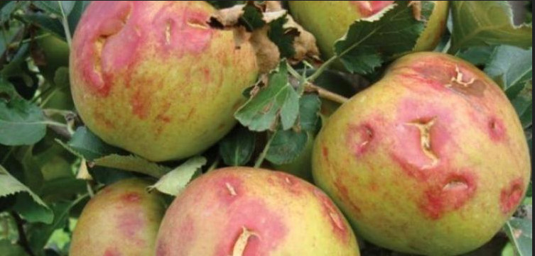 ΖΗΜΙΕΣ ΣΕ ΜΗΛΑ ΚΑΙ ΛΟΙΠΑ ΔΕΝΔΡΩΔΗ: ΤΟ ΠΛΑΝΟ ΤΟΥ ΕΛΓΑ ΓΙΑ ΑΠΟΖΗΜΙΩΣΕΙΣ ...