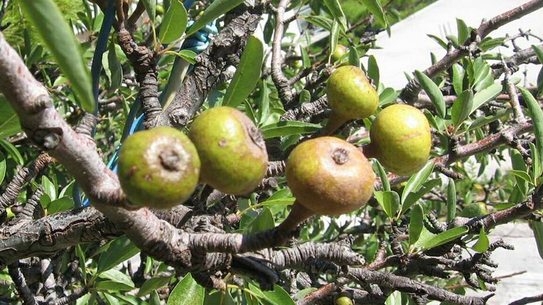 ΤΟ ΔΕΝΤΡΟ ΜΕ ΤΙΣ ΘΑΥΜΑΤΟΥΡΓΕΣ ΙΔΙΟΤΗΤΕΣ ΠΟΥ ΜΕΓΑΛΩΣΕ ΓΕΝΙΕΣ ΚΑΙ ΓΕΝΙΕΣ ...