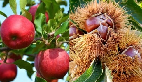 ΕΓΚΡΙΘΗΚΕ Η ΠΛΗΡΩΜΗ ΤΩΝ ΑΠΟΖΗΜΙΩΣΕΩΝ ΚΑΛΛΙΕΡΓΕΙΩΝ ΣΤΟΥΣ ΠΑΡΑΓΩΓΟΥΣ ...