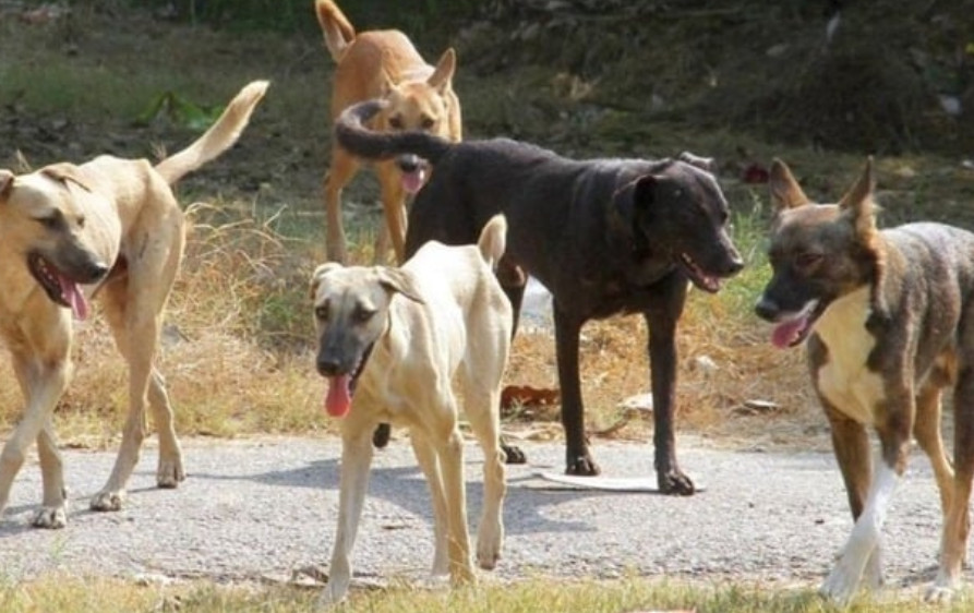 ΥΠΟΧΡΕΩΤΙΚΗ ΑΠΟΣΤΟΛΗ ΔΕΙΓΜΑΤΟΣ DNA ΓΙΑ ΚΑΘΕ ΜΗ ΣΤΕΙΡΩΜΕΝΟ ΚΑΤΟΙΚΙΔΙΟ ...