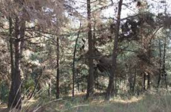 Δ/ΝΣΗ ΔΑΣΩΝ ΕΔΕΣΣΑΣ : ΔΑΣΙΚΟ ΠΑΡΚΟ ΠΡΟΣΟΧΗ ΣΤΙΣ ΜΕΤΑΚΙΝΗΣΕΙΣ ΣΑΣ ΣΤΗΝ ...