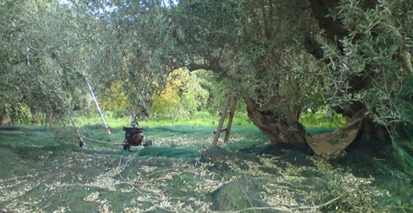ΑΠΟ ΤΗΝ ΦΛΩΡΙΝΑ ΣΤΗΝ ΚΡΗΤΗ ΓΙΑ ΜΑΖΕΜΑ ΕΛΙΑΣ | TASTV.gr | Τα νέα της ...