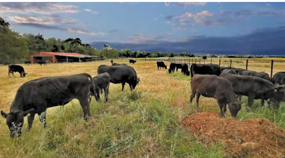 ΣΤΗ ΔΡΑΜΑ ΤΟ ΠΡΩΤΟ ΚΟΠΑΔΙ WAGYU | ΠΑΡΑΓΟΥΝ ΚΡΕΑΣ ΤΩΝ 300 ΕΥΡΩ/ΚΙΛΟ ...