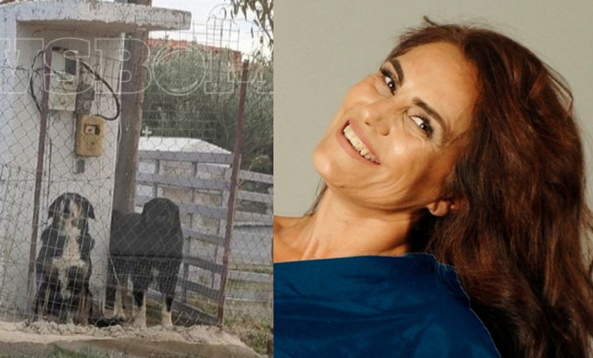 ΑΥΤΑ ΕΙΝΑΙ ΤΑ ΤΡΙΑ ΣΚΥΛΙΑ ΠΟΥ ΚΑΤΑΣΠΑΡΑΞΑΝ ΤΗΝ 50ΧΡΟΝΗ | TASTV.gr | Τα ...