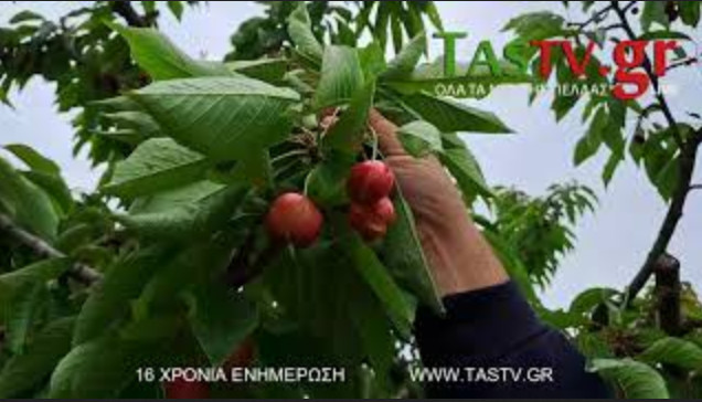 ΚΕΡΑΣΙΑ : ΚΙΝΔΥΝΟΣ ΝΑ ΧΑΘΕΙ ΜΕΓΑΛΟ ΜΕΡΟΣ ΤΗΣ ΦΕΤΙΝΗΣ ΠΑΡΑΓΩΓΗΣ | TASTV ...