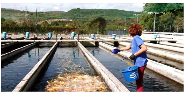 ΣΕ ΠΟΙΟ ΙΧΘΥΟΤΡΟΦΕΙΟ ΤΗΣ ΜΑΚΕΔΟΝΙΑΣ ΔΙΑΣΤΑΥΡΩΝΟΥΝ ΠΕΣΤΡΟΦΑ ΚΑΙ ΣΟΛΟΜΟ ...