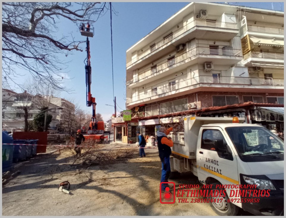 ΕΔΕΣΣΑ: ΚΛΑΔΕΜΑ ΤΟΥ ΜΝΗΜΕΙΑΚΟΥ ΠΛΑΤΑΝΟΥ ΣΤΗΝ ΠΕΡΙΟΧΗ ΤΩΝ ΚΑΤΑΡΡΑΚΤΩΝ ...