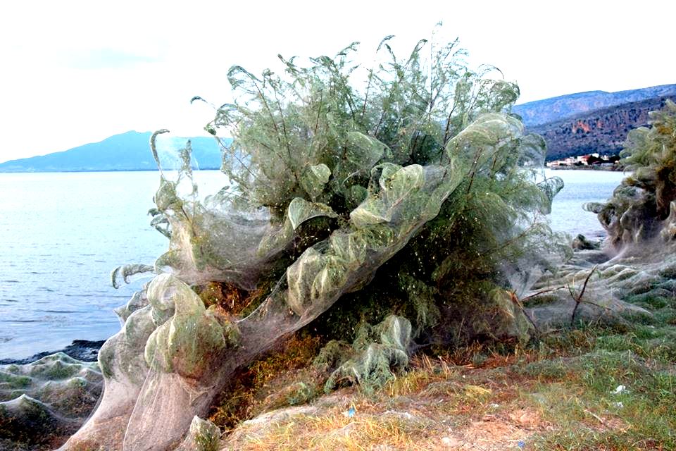 ΕΝΑ ΤΕΡΑΣΤΙΟ ΠΕΠΛΟ ΑΡΑΧΝΗΣ ΣΤΟ ΑΙΤΩΛΙΚΟ [PHOTOS] | TASTV.gr | Τα νέα ...