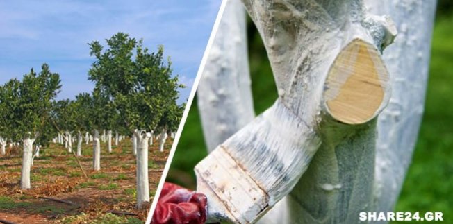 ΠΩΣ ΝΑ ΑΣΠΡΙΣΕΤΕ ΤΟΥΣ ΚΟΡΜΟΥΣ ΤΩΝ ΕΣΠΕΡΙΔΟΕΙΔΩΝ ΤΗΝ ΆΝΟΙΞΗ ΚΑΙ ΓΙΑΤΙ ...