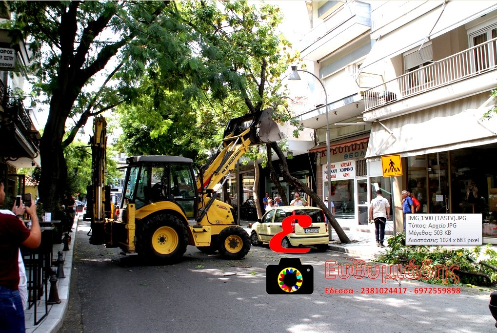 ΕΔΕΣΣΑ : ΑΠΟ ΘΑΥΜΑ ΔΕΝ ΘΡΗΝΗΣΑΜΕ ΘΥΜΑΤΑ ΑΠΟ ΠΤΩΣΗ ΔΕΝΔΡΟΥ (VIDEO PHOTOS ...