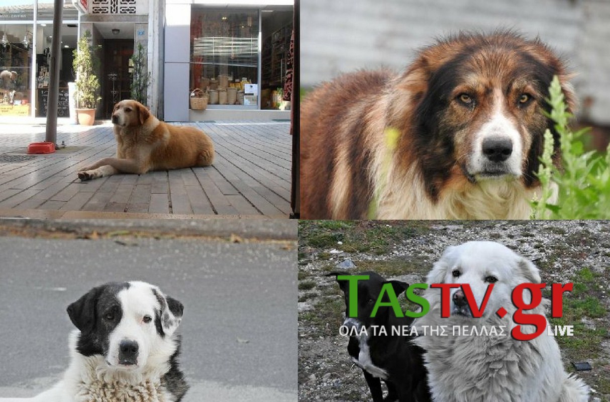 ΤΙ ΣΥΜΒΑΙΝΕΙ ΜΕ ΤΑ ΑΔΕΣΠΟΤΑ ΣΤΗΝ ΈΔΕΣΣΑ; | TASTV.gr | Τα νέα της Πέλλας ...