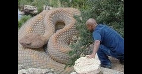 ΤΟ ΜΕΓΑΛΥΤΕΡΟ ΦΙΔΙ ΤΟΥ ΚΟΣΜΟΥ ΒΡΕΘΗΚΕ ΣΤΟ ΜΕΞΙΚΟ! (VIDEO) | TASTV.gr ...