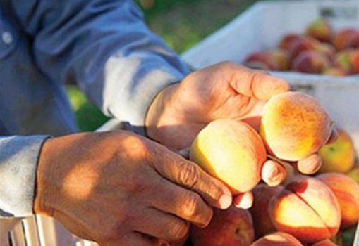 ΜΕ ΑΥΣΤΗΡΟΤΕΡΟΥΣ ΟΡΟΥΣ ΤΑ ΣΤΕΚΙΑ ΓΙΑ ΤΟ ΣΥΜΠΥΡΗΝΟ ΡΟΔΑΚΙΝΟ | TASTV.gr ...