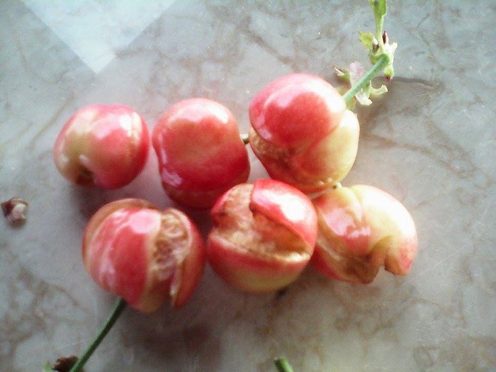 ΚΑΤΑΣΤΡΑΦΗΚΑΝ ΤΑ ΠΡΩΙΜΑ ΚΕΡΑΣΙΑ ΣΤΟ ΝΟΜΟ ΠΕΛΛΑΣ | TASTV.gr | Τα νέα της ...
