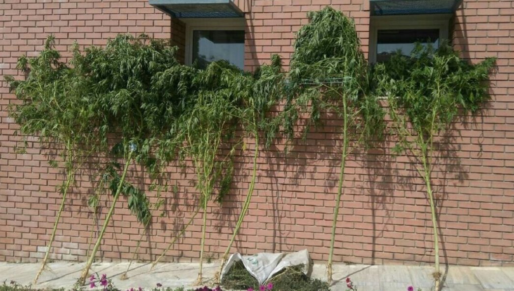 ΚΑΛΛΙΕΡΓΟΥΣΕ ΚΑΝΝΑΒΗ ΣΤΟΝ ΜΠΑΞΕ ΤΟΥ ΣΠΙΤΙΟΥ ΤΟΥ (ΦΩΤΟ | TASTV.gr | Τα ...