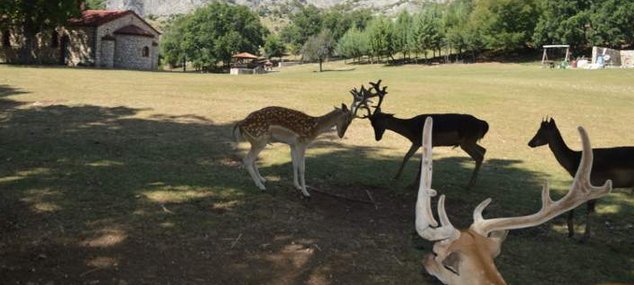 ΒΟΛΤΑ ΣΤΟ ΠΑΡΚΟ ΤΗΣ ΚΟΖΑΝΗΣ ΜΕ ΤΑ ΕΞΗΜΕΡΩΜΕΝΑ ΕΛΑΦΙΑ -ΤΡΩΝΕ ΑΠΟ ΤΟ ΧΕΡΙ ...