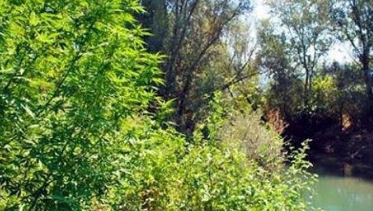 ΝΕΑ ΦΥΤΕΙΑ ΜΕ ΧΑΣΙΣΟΔΕΝΤΡΑ ΕΝΤΟΠΙΣΤΗΚΕ ΣΤΟΝ ΣΠΕΡΧΕΙΟ (PHOTOS) | TASTV ...