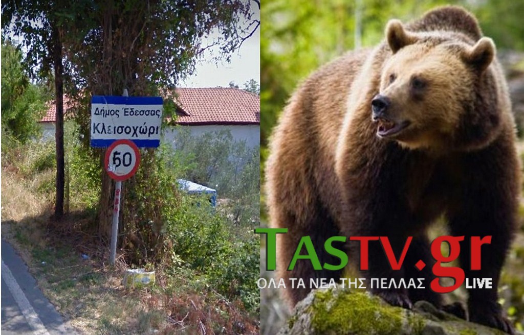 ΑΡΚΟΥΔΑ ΕΚΑΝΕ ΤΗΝ ΕΜΦΑΝΙΣΗ ΤΗΣ ΣΤΟ ΚΛΕΙΣΟΧΩΡΙ ΕΔΕΣΣΑΣ | TASTV.gr | Τα ...