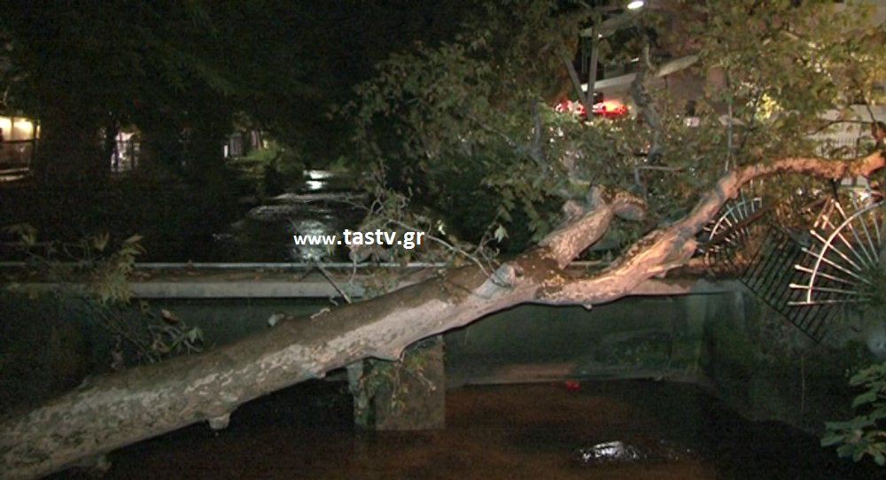 ΕΔΕΣΣΑ: ΕΥΤΥΧΩΣ ΔΕΝ ΕΙΧΑΜΕ ΘΥΜΑΤΑ ΑΠΟ ΤΗΝ ΠΤΩΣΗ ΤΟΥ ΓΕΡΟ-ΠΛΑΤΑΝΟΥ ...