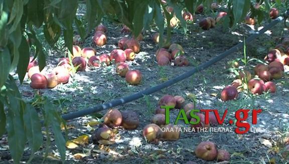 ΚΑΡΠΟΠΤΩΣΕΙΣ ΣΕ ΕΠΙΤΡΑΠΕΖΙΕΣ ΠΟΙΚΙΛΙΕΣ ΡΟΔΑΚΙΝΩΝ ΚΑΙ ΒΙΟΜΗΧΑΝΙΚΑ ...