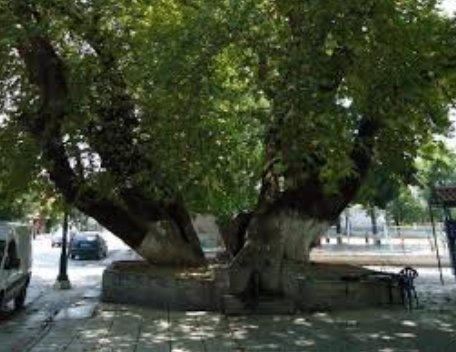 Γ. ΣΗΦΑΚΗΣ : ΣΤΗΝ ΕΚΔΗΛΩΣΗ ΑΝΑΚΗΡΥΞΗΣ ΠΡΟΣΤΑΤΕΥΟΜΕΝΟΥ ΜΝΗΜΕΙΟΥ ΠΛΑΤΑΝΟΥ ...