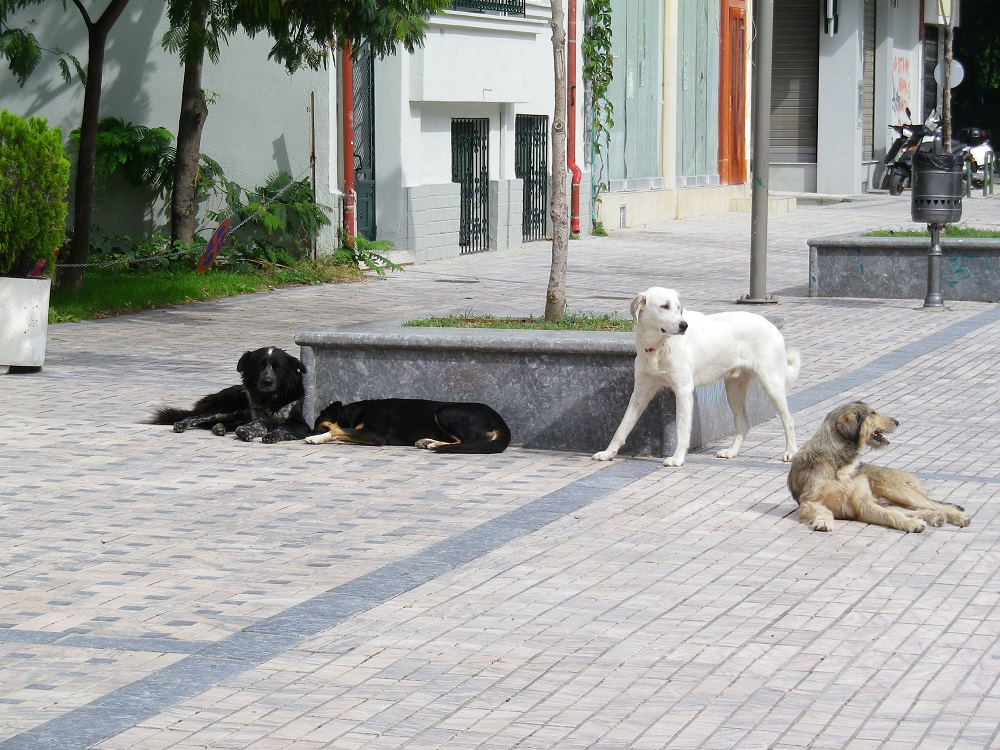 ΑΝΕΞΕΛΕΓΚΤΑ ΤΑ ΑΔΕΣΠΟΤΑ ΣΤΗΝ ΕΔΕΣΣΑ | TASTV.gr | Τα νέα της Πέλλας LIVE