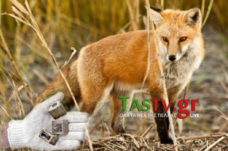 Δ/ΝΣΗ ΚΤΗΝΙΑΤΡΙΚΗΣ ΠΕ ΠΕΛΛΑΣ : ΕΝΑΕΡΙΑ ΡΙΨΗ ΔΟΛΩΜΑΤΩΝ ΜΕ ΕΜΒΟΛΙΟ ΓΙΑ ...