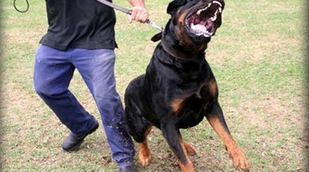 ΤΡΑΓΩΔΙΑ ΡΟΝΤΒΑΙΛΕΡ ΚΑΤΑΣΠΆΡΑΞΕ 5ΧΡΟΝΟ ΑΓΟΡΆΚΙ | TASTV.gr | Τα νέα της ...